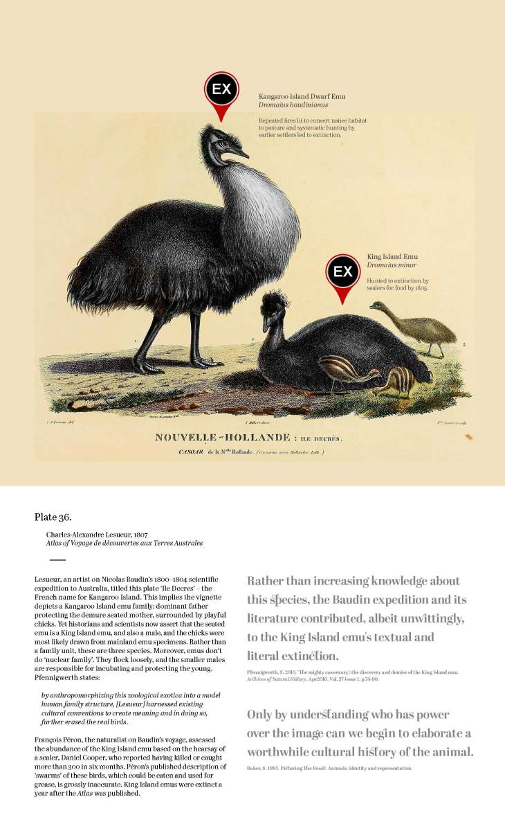 Dromius minor – PRECARIOUS BIRDS